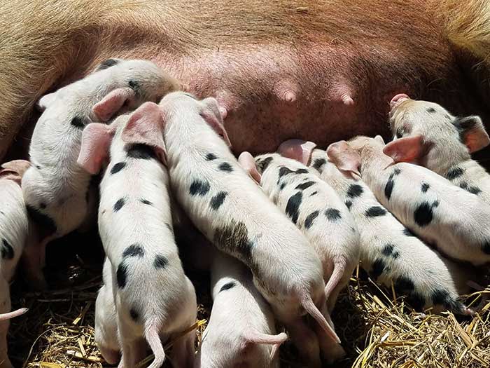 Marketplace - Gloucestershire Old Spots of America, Inc